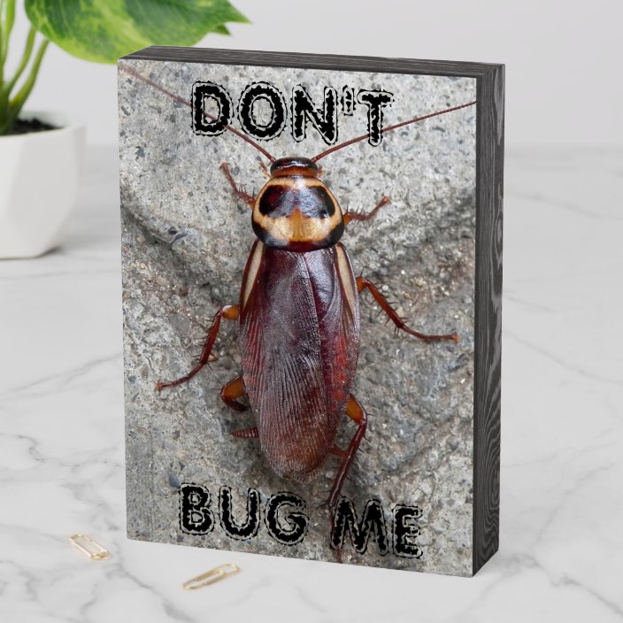 Don't Bug Me Cockroach Meme Wooden Box Sign | Zazzle.com