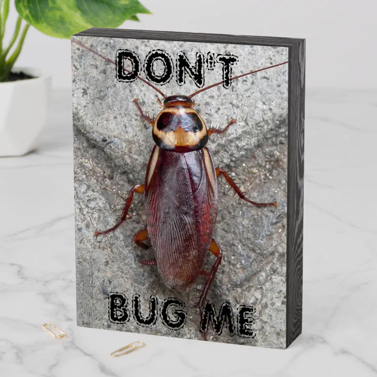 Don't Bug Me Cockroach Meme Wooden Box Sign | Zazzle