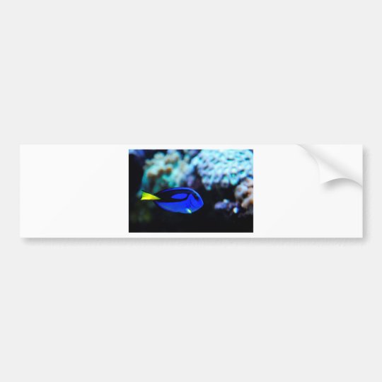 Dory , Blue Tang Fish Bumper Sticker | Zazzle.com
