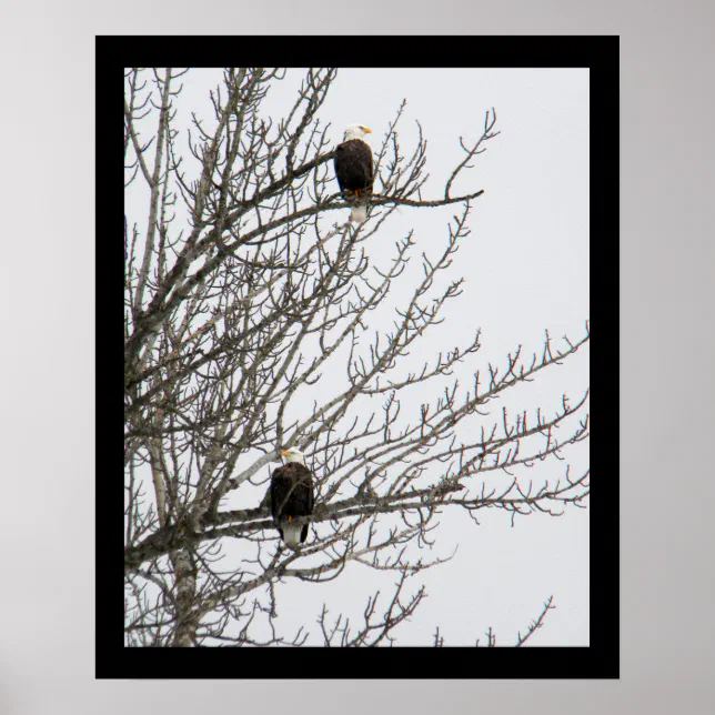 Double Eagle Poster | Zazzle