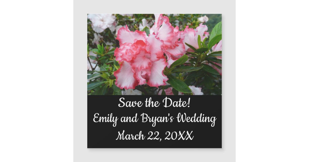 Double Red and White Azaleas Spring Floral | Zazzle