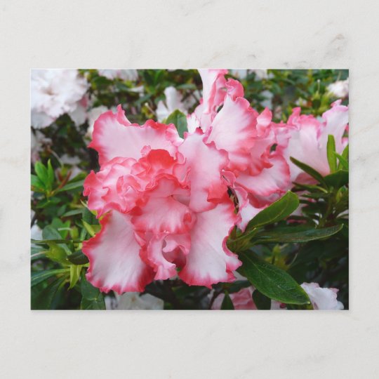 Double Red and White Azaleas Spring Floral Postcard | Zazzle.com