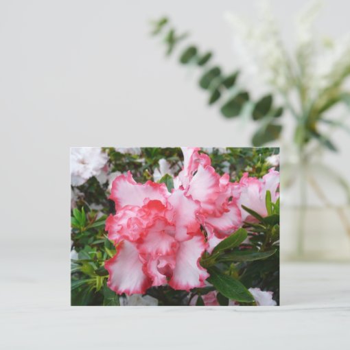 Double Red and White Azaleas Spring Floral Postcard | Zazzle