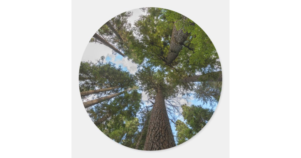 Douglas Fir tree canopy Classic Round Sticker | Zazzle