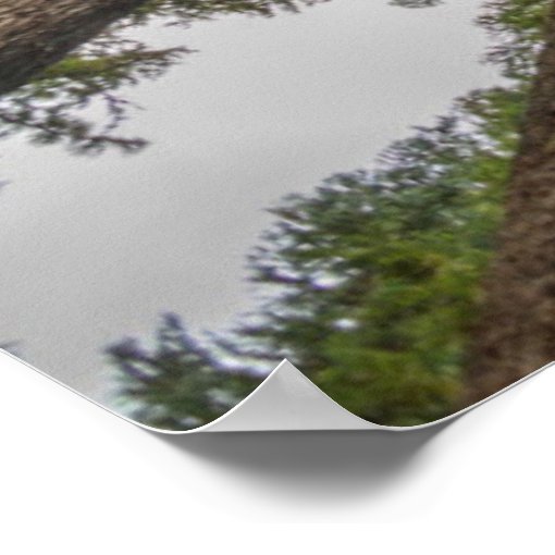 Douglas Fir tree canopy Poster | Zazzle