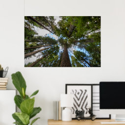 Douglas Fir tree canopy Poster | Zazzle