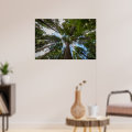 Douglas Fir tree canopy Poster | Zazzle