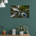 Douglas Fir tree canopy Poster | Zazzle