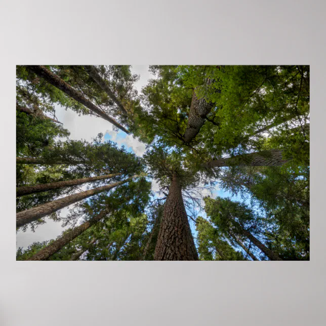 Douglas Fir tree canopy Poster | Zazzle