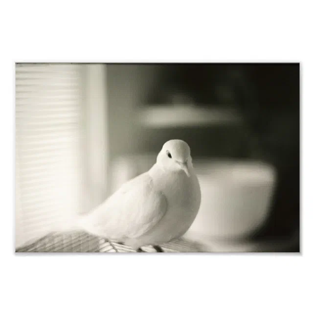 Dove Photo Print | Zazzle