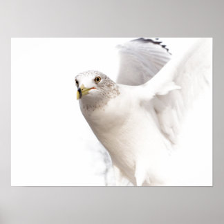 White Dove Posters | Zazzle
