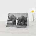Dovima Card | Zazzle