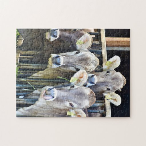 Down On The Farm Cows Jigsaw Puzzle | Zazzle