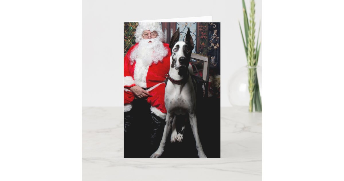 Dozer the Therapy Dog, Christmas Cards | Zazzle