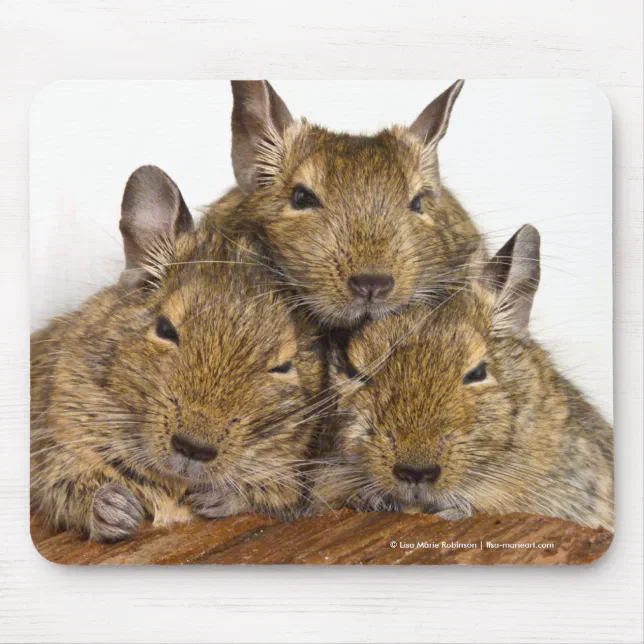 Dozing Degu Trio Mouse Pad | Zazzle