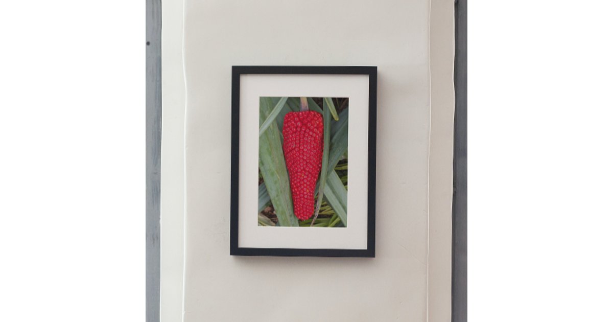 Dragon Lily Red Seed Head Poster | Zazzle