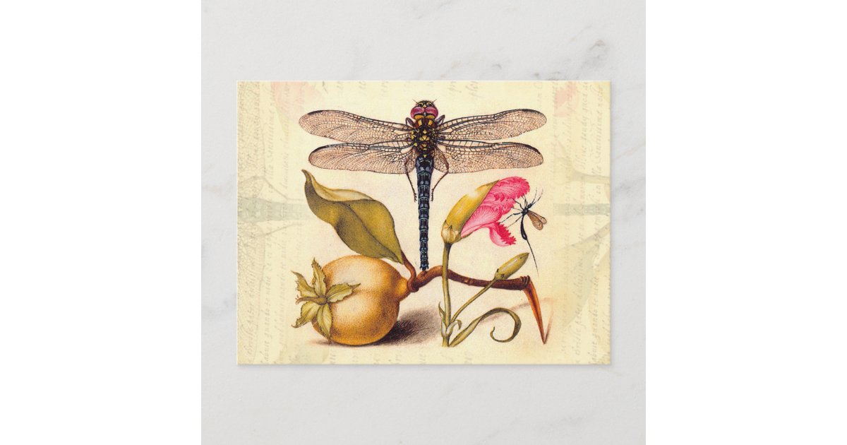 Dragonfly Botanical Nature Wildlife Postcard | Zazzle