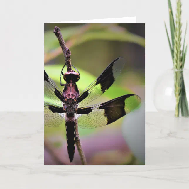 Dragonfly, card | Zazzle