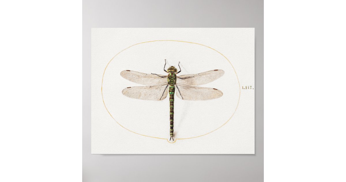 Dragonfly Illustration Poster | Zazzle