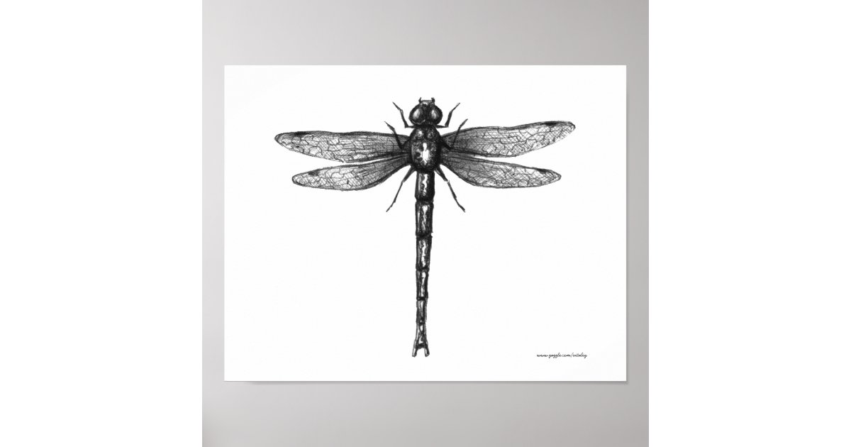 Dragonfly ink pen drawibg art poster | Zazzle
