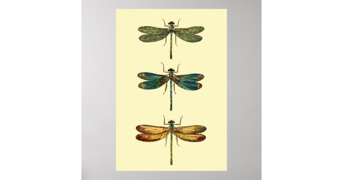 Dragonfly Insects Collection Poster | Zazzle