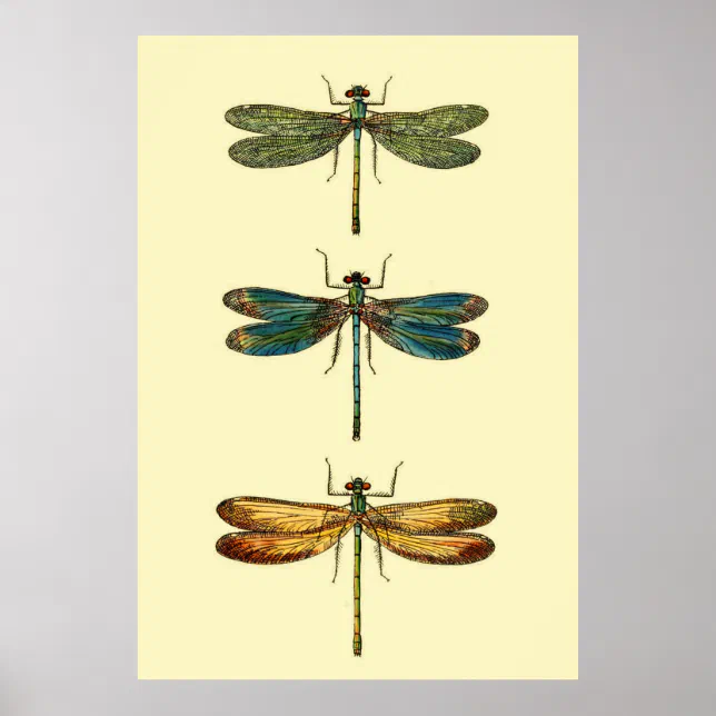 Dragonfly Insects Collection Poster | Zazzle