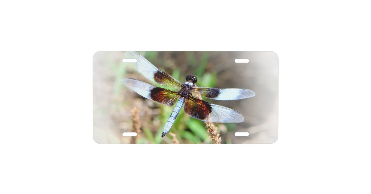 DRAGONFLY LICENSE PLATE | Zazzle