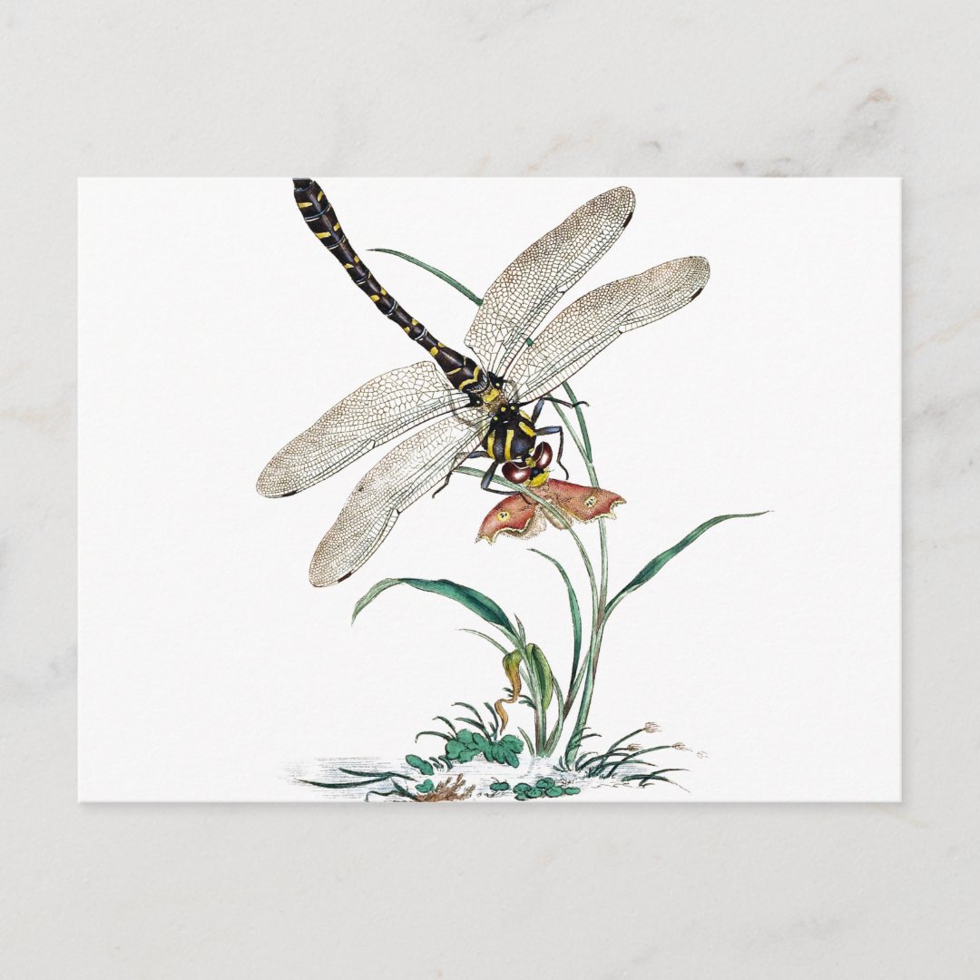 Dragonfly Magic Postcard | Zazzle