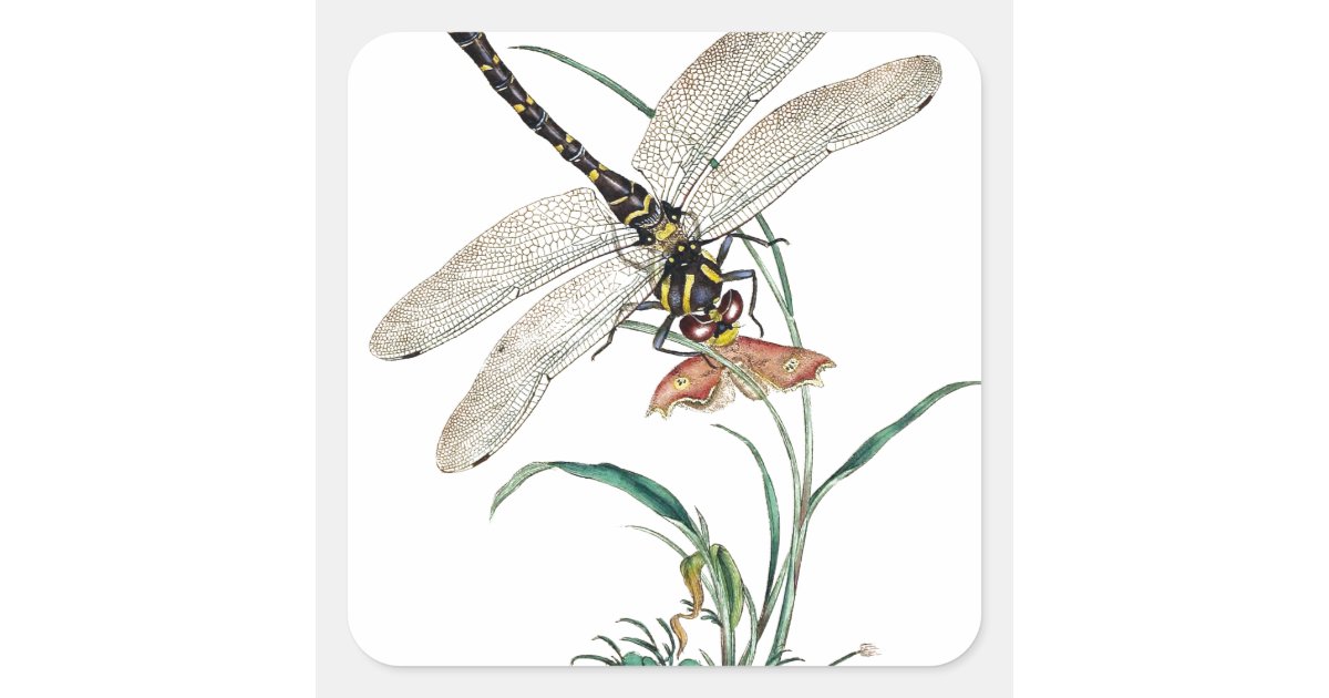 Dragonfly Magic Square Sticker | Zazzle