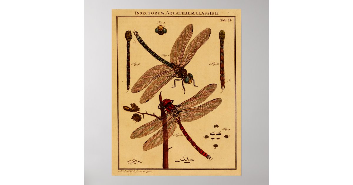 Dragonfly Poster | Zazzle