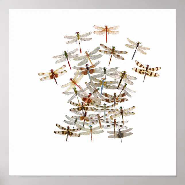 Dragonfly Swarm Poster | Zazzle