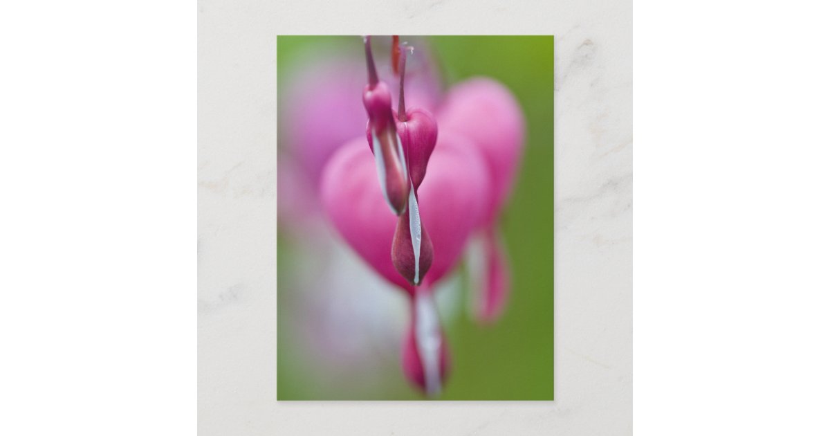 Dramatic color and shape of bleeding heart postcard | Zazzle