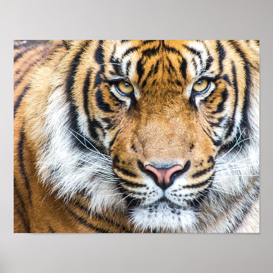 Dramatic Tiger Face Poster | Zazzle