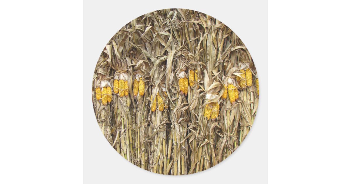 Dried Corn Stalk Decorations Classic Round Sticker | Zazzle