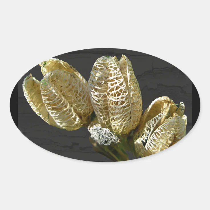Dried Lily Seed Pods Oval Sticker | Zazzle