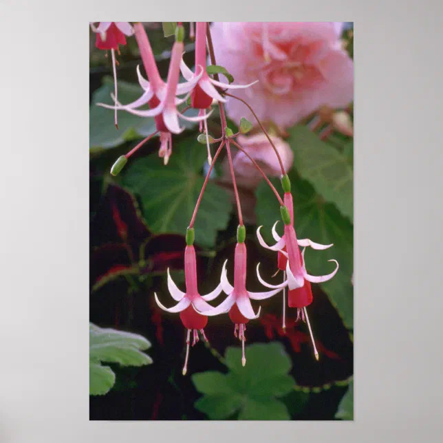 Drooping Flowers Poster | Zazzle