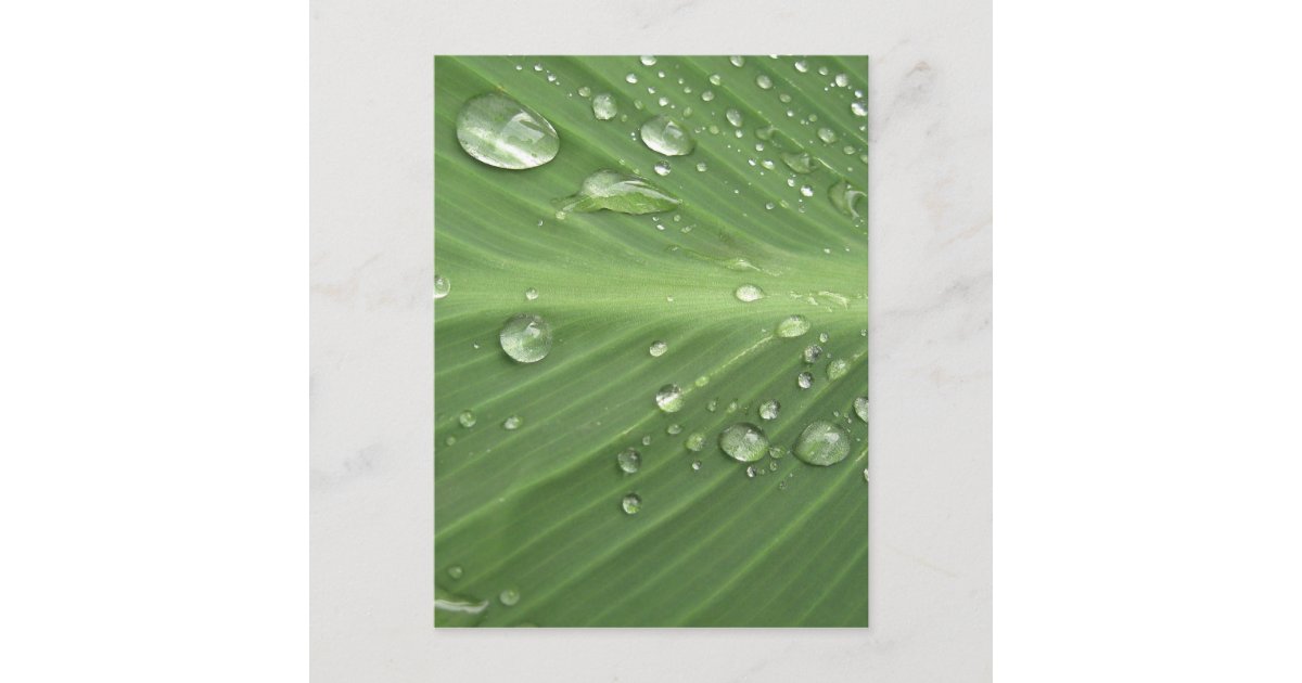 Drop by Drop Postcard | Zazzle