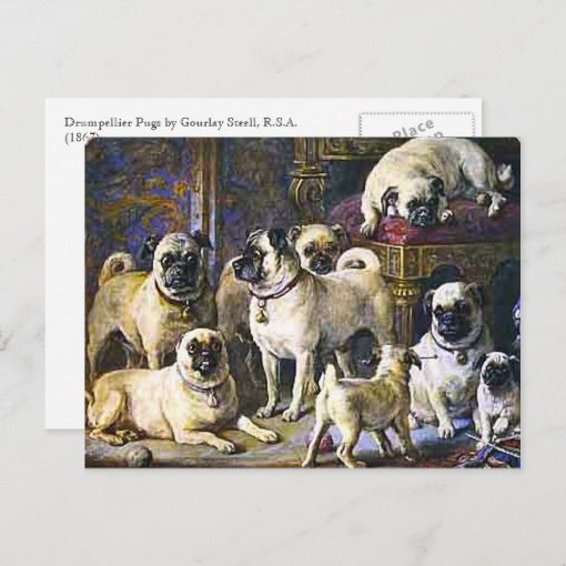 Drumpellier Pugs Postcard | Zazzle