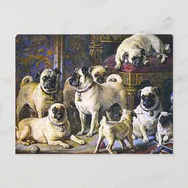 Drumpellier Pugs Postcard | Zazzle