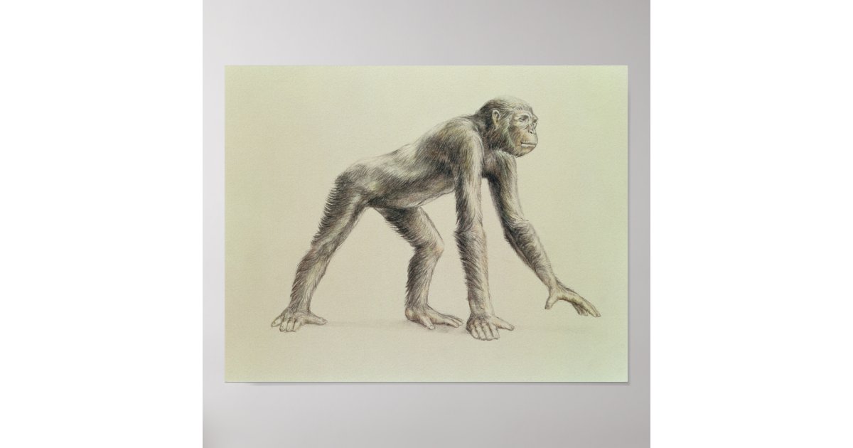 Dryopithecus Africanus Poster | Zazzle