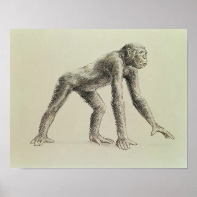 Dryopithecus Africanus Poster | Zazzle