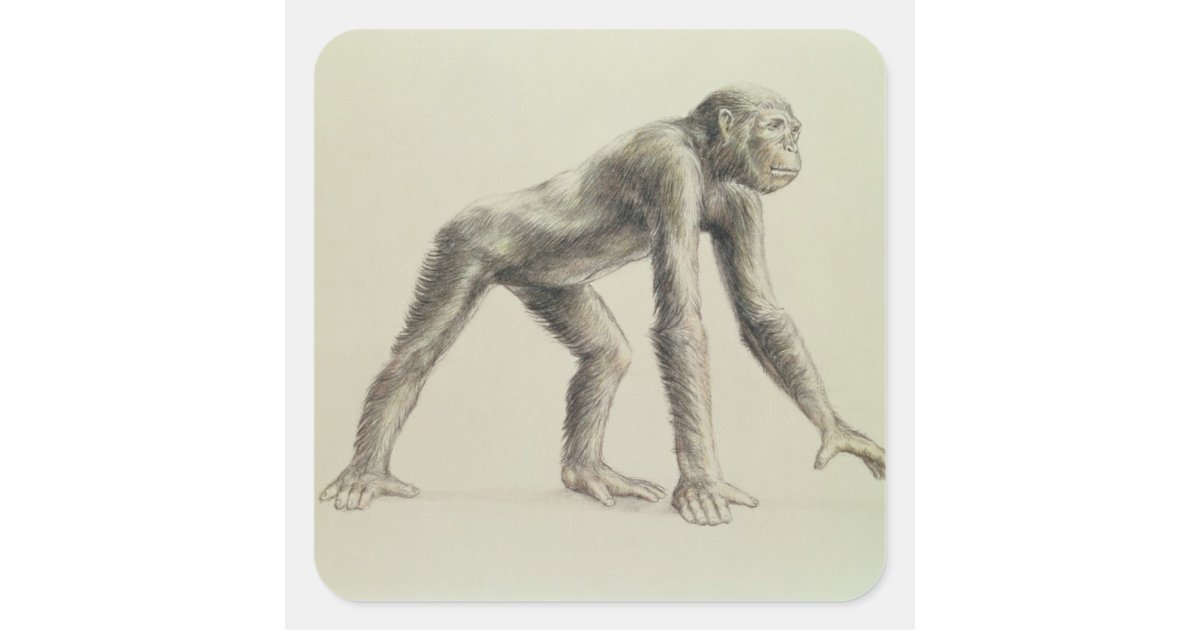 Dryopithecus Africanus Square Sticker | Zazzle