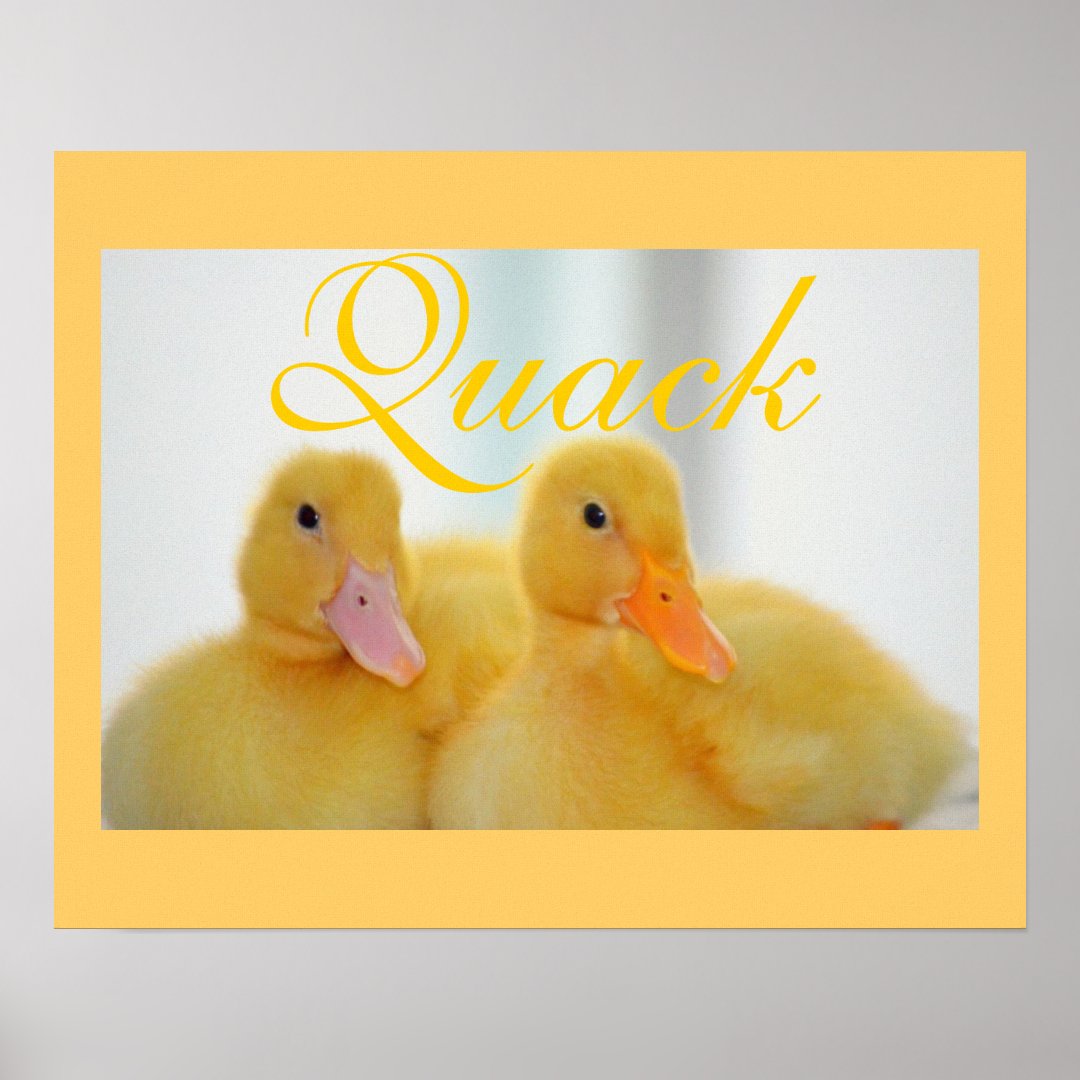 Duck Bird Animal Cute Chick Quack Poster | Zazzle