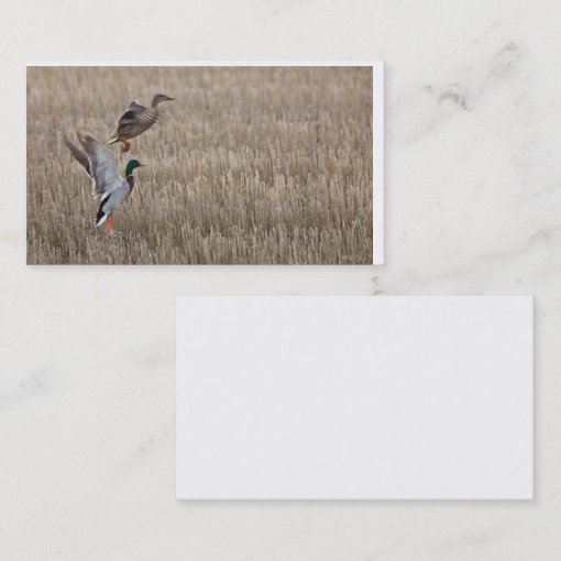 Duck Business Card | Zazzle