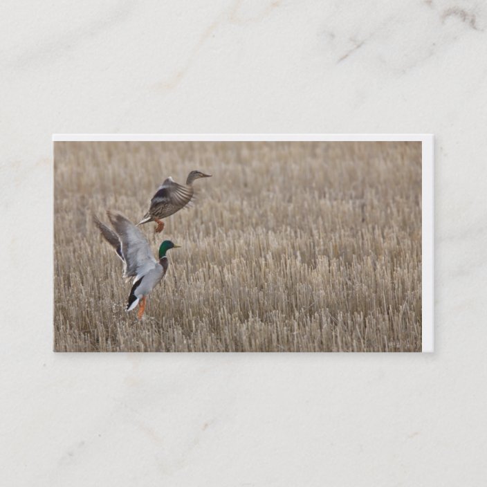 Duck Business Card | Zazzle.com