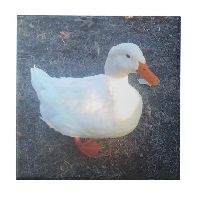 Duck Ceramic Tile | Zazzle