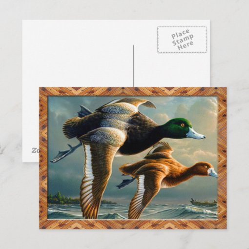 Duck Flying Postcard | Zazzle