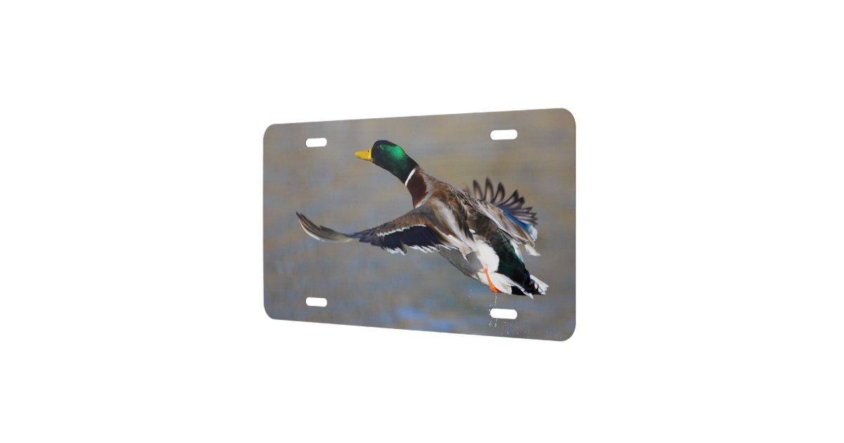 duck in flight license plate | Zazzle