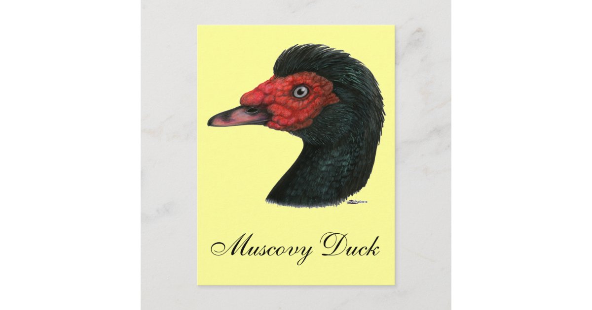 Duck: Muscovy Head Postcard | Zazzle