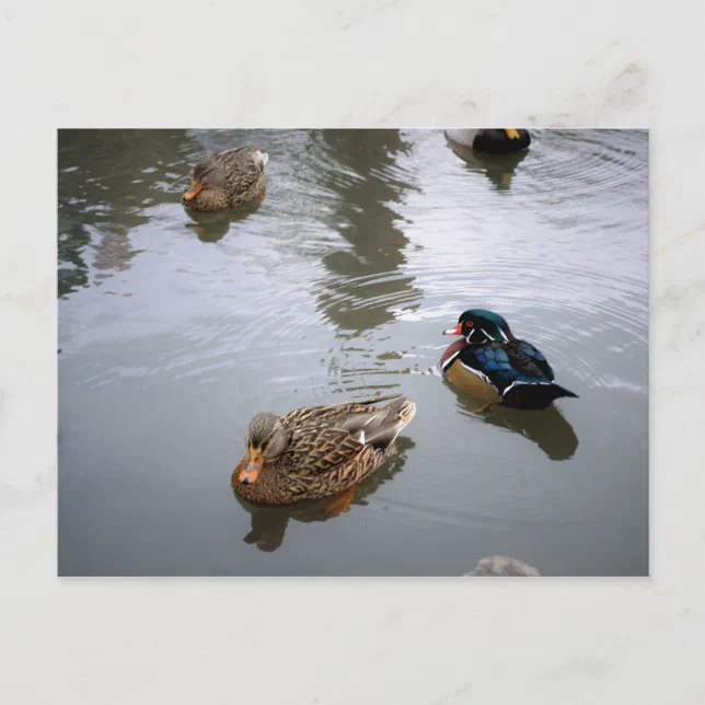 Duck Pond Postcard | Zazzle